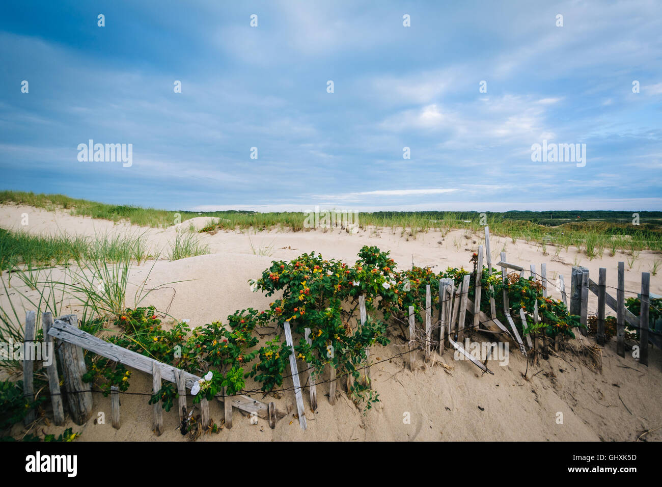 Fence and sand dunes at Race Point, in the Province Lands at Cape Cod ...