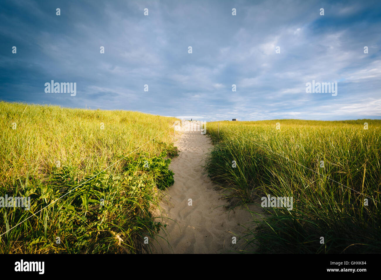 Grasses and path over sand dunes at Race Point, in the Province Lands ...