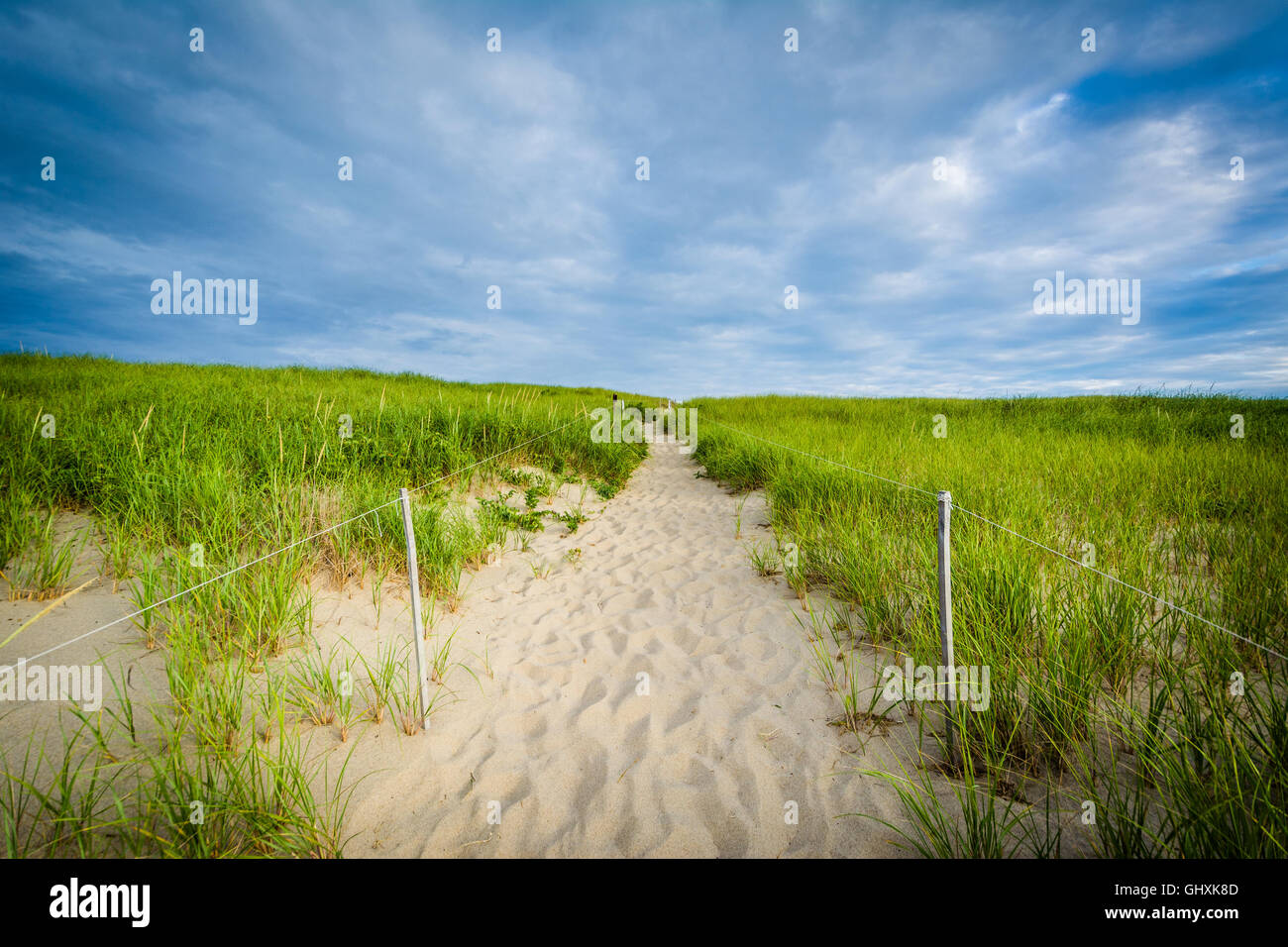 Grasses and path over sand dunes at Race Point, in the Province Lands ...