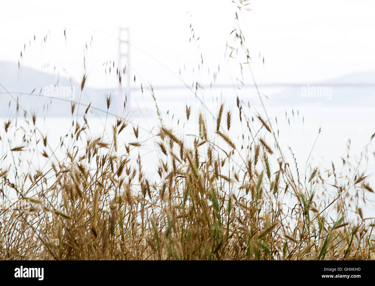 Foggy marsh hi-res stock photography and images - Alamy