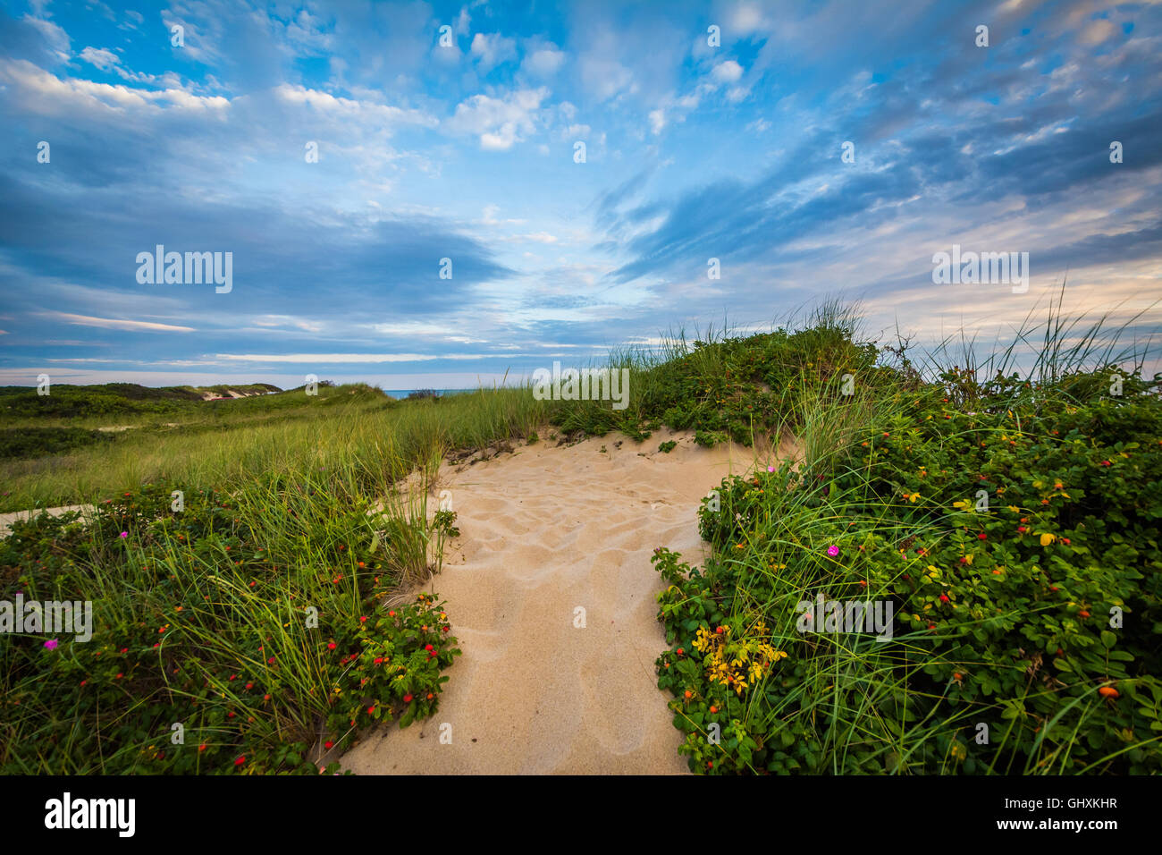 Sand dunes in the Province Lands at Cape Cod National Seashore ...
