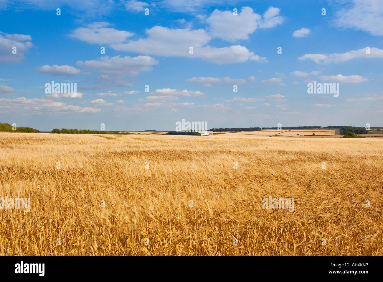 Extensive crops hi-res stock photography and images - Alamy
