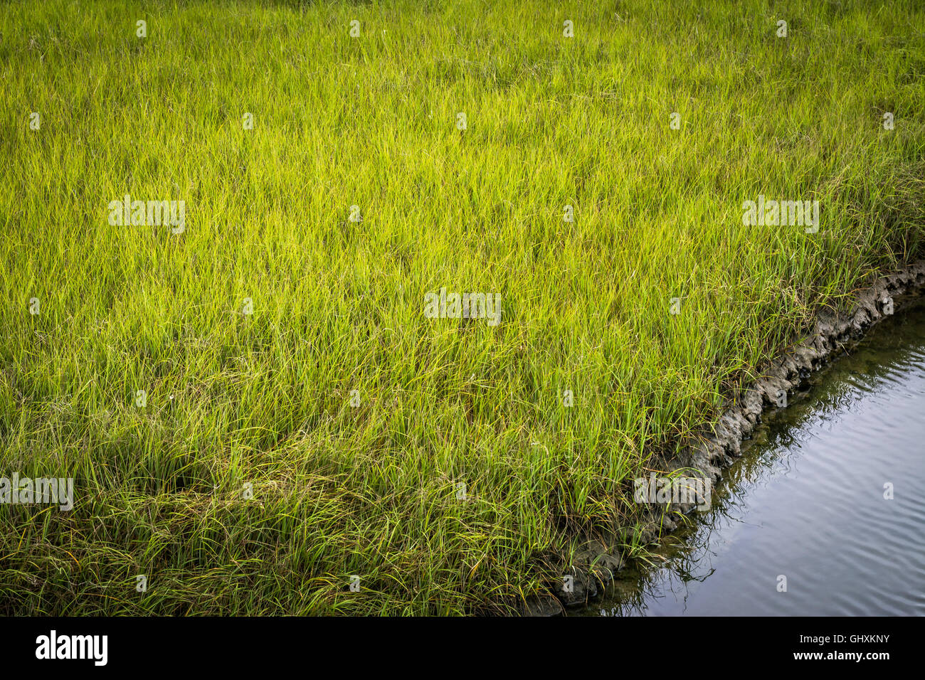 Small stream in a wetland seen from the Sandwich Boardwalk, in Sandwich ...