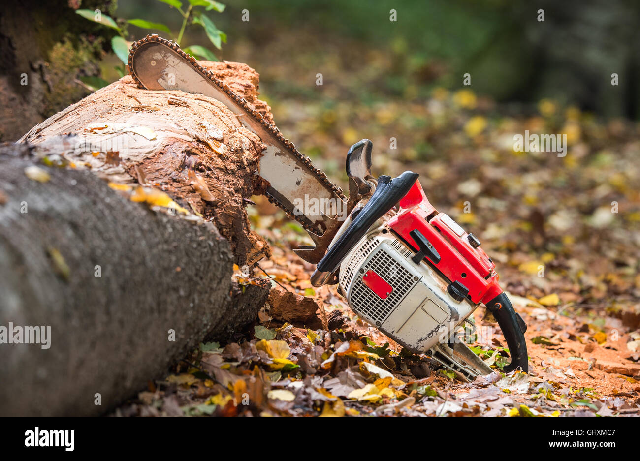 Many trunks hi-res stock photography and images - Alamy