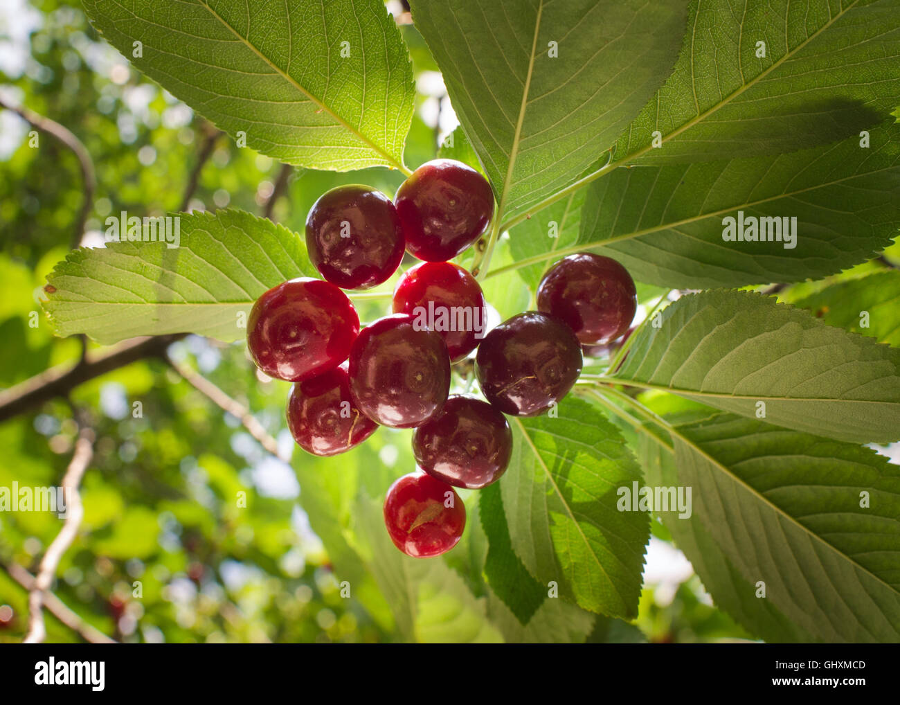 Ripening fruit on orchard hi-res stock photography and images - Alamy