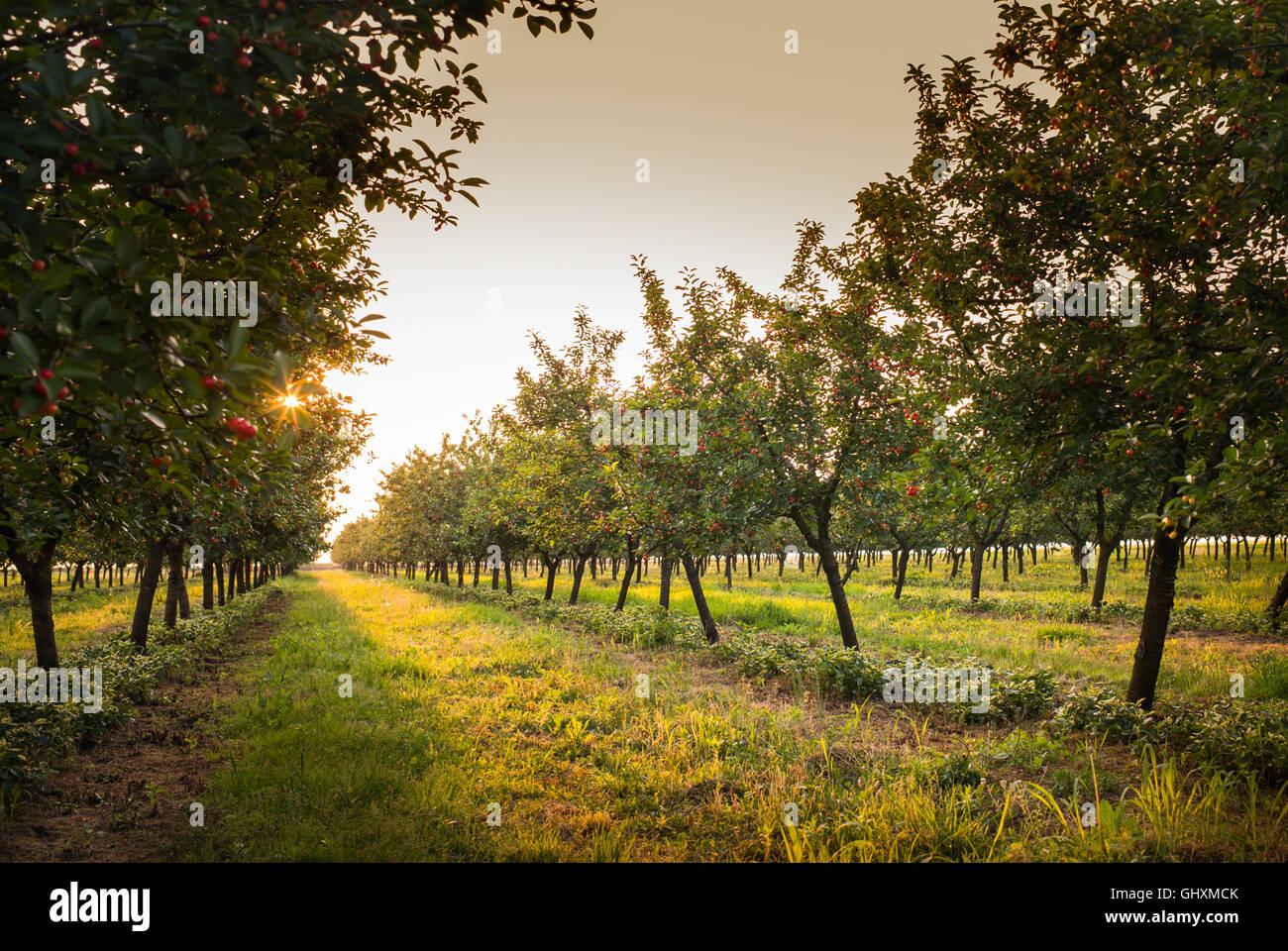 Orchard tree hi-res stock photography and images - Alamy