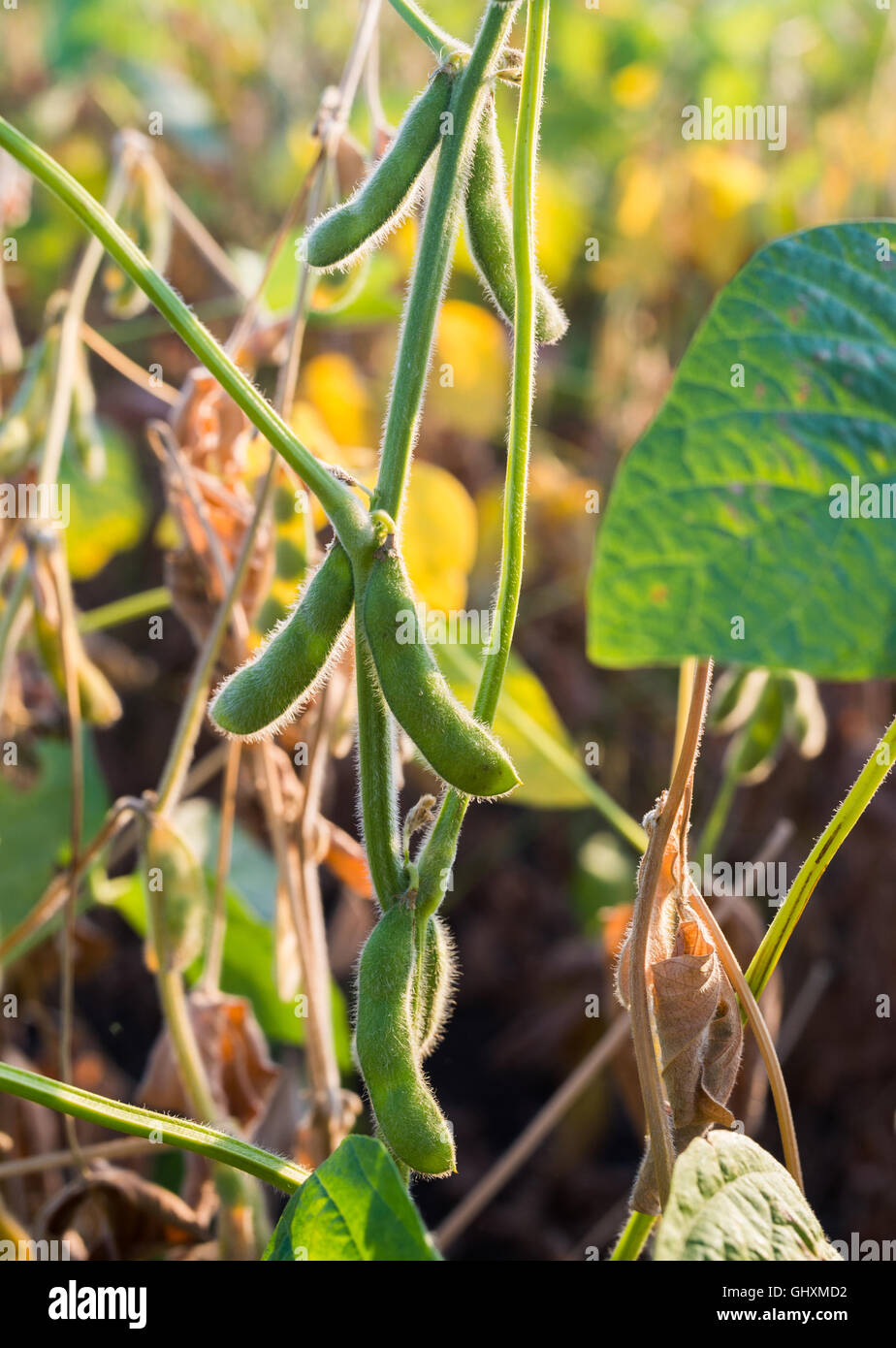 Soy bean plant hi-res stock photography and images - Alamy