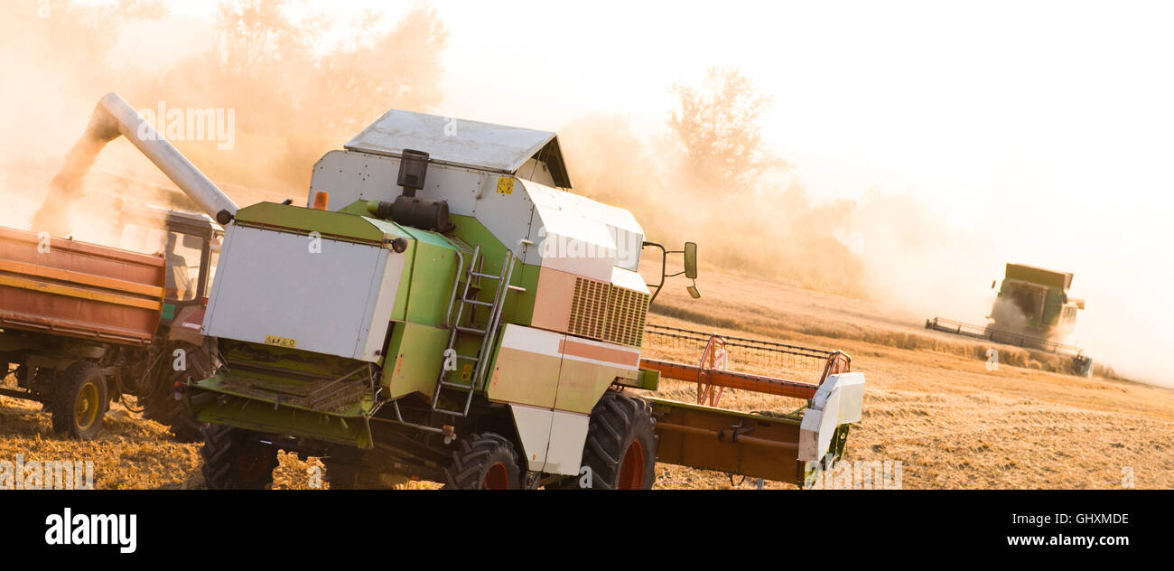 Combine harvesting wheat at sunset Stock Photo - Alamy