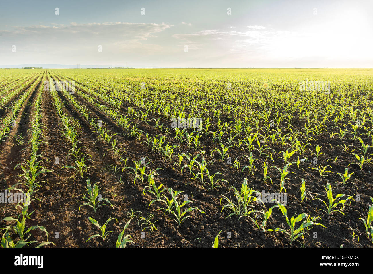 sunrise over the corn field Stock Photo - Alamy