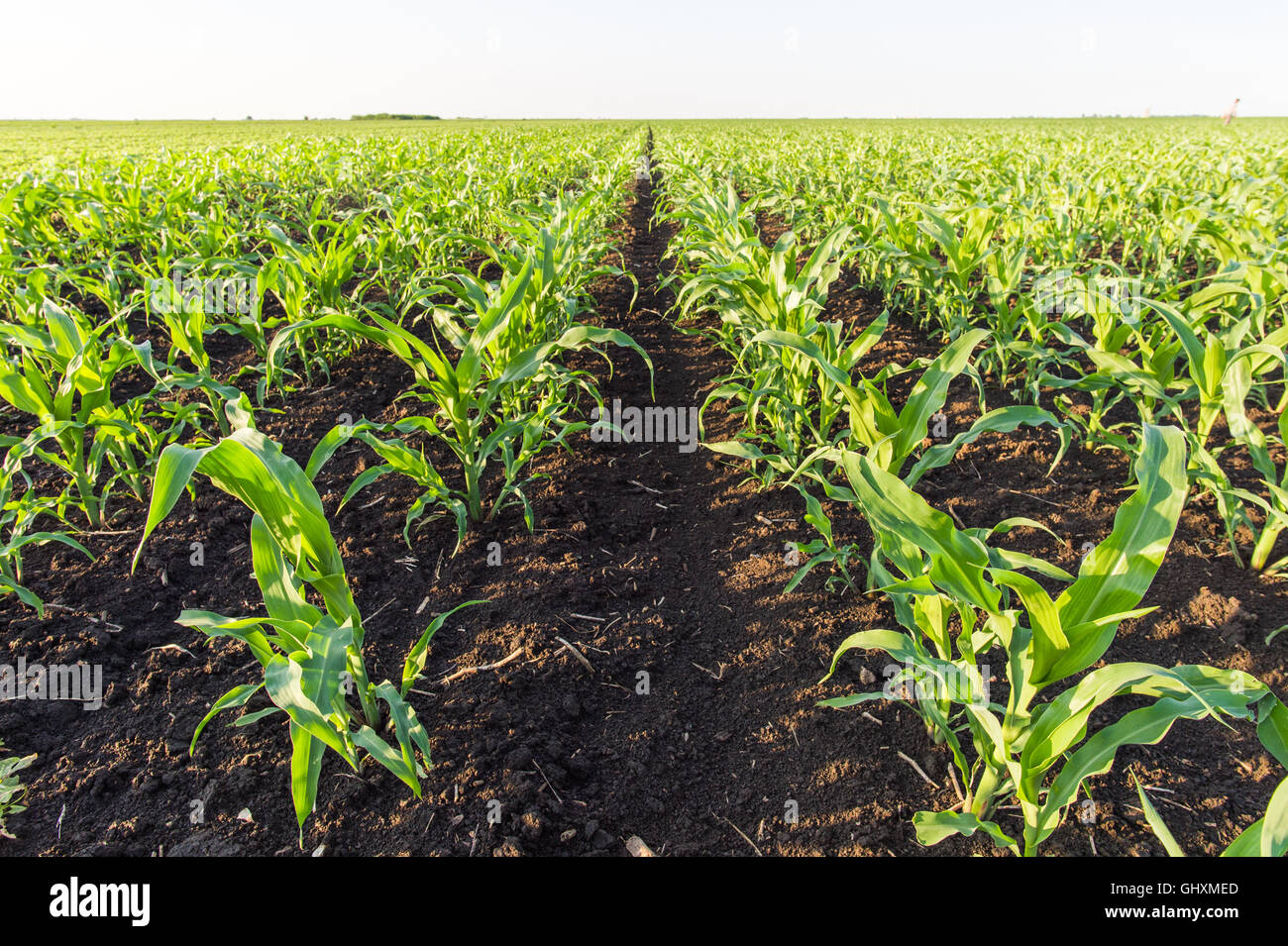 sunrise over the corn field Stock Photo - Alamy