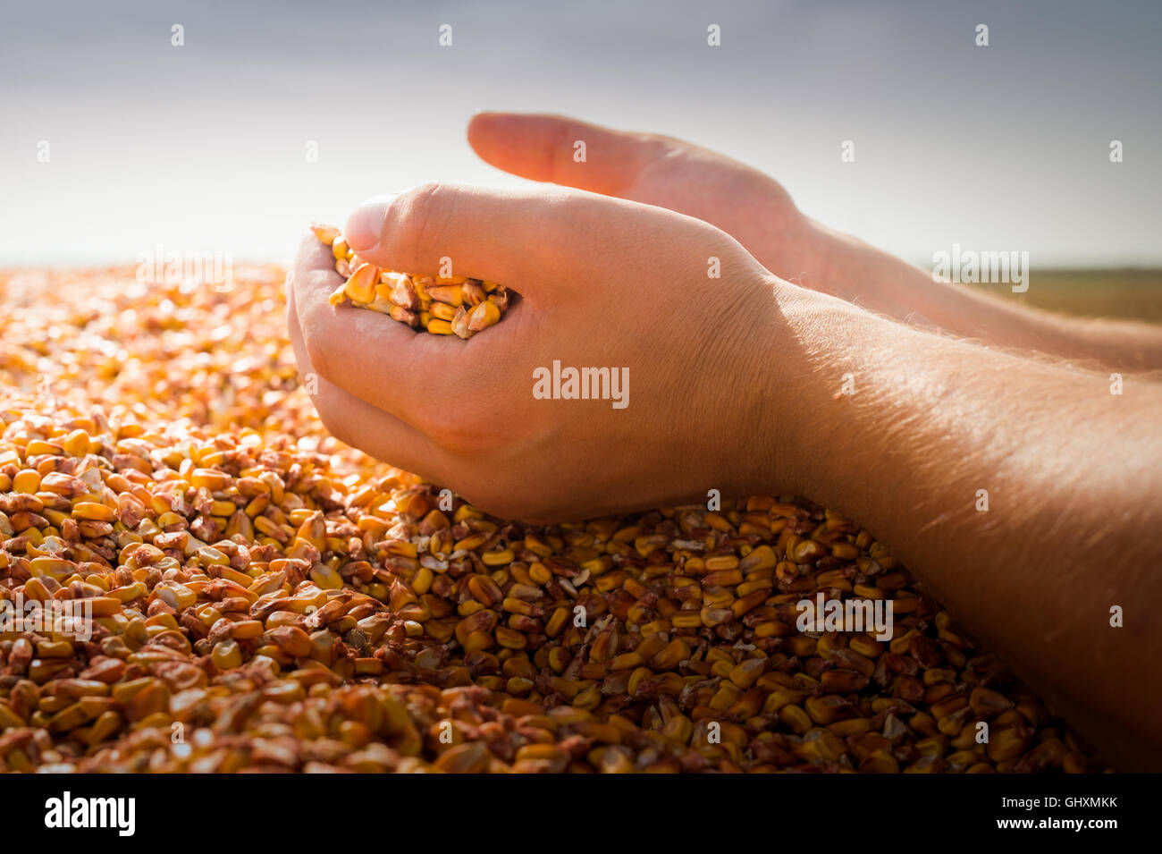 Man hands with grain corn Stock Photo - Alamy