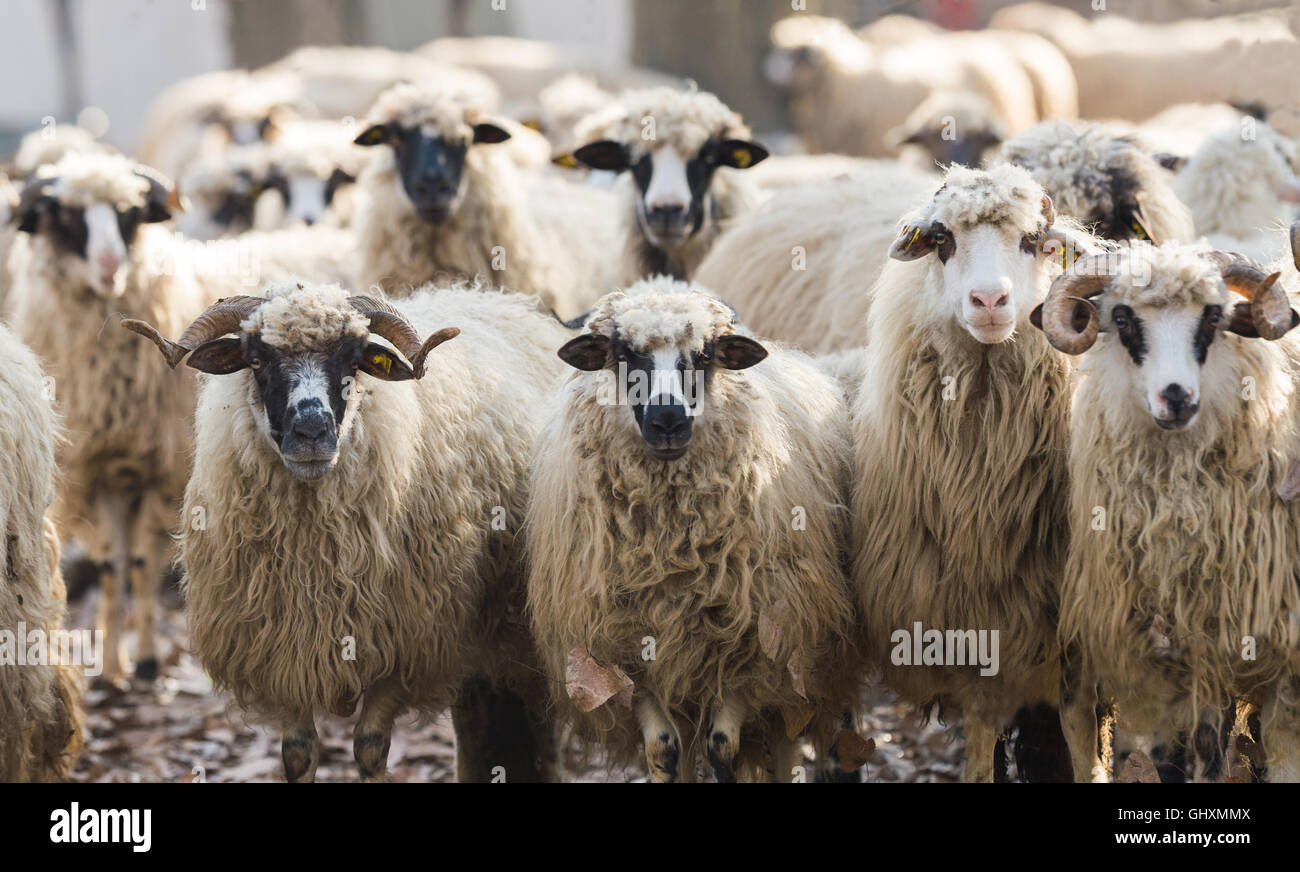 Livestock farm, herd of sheep Stock Photo - Alamy