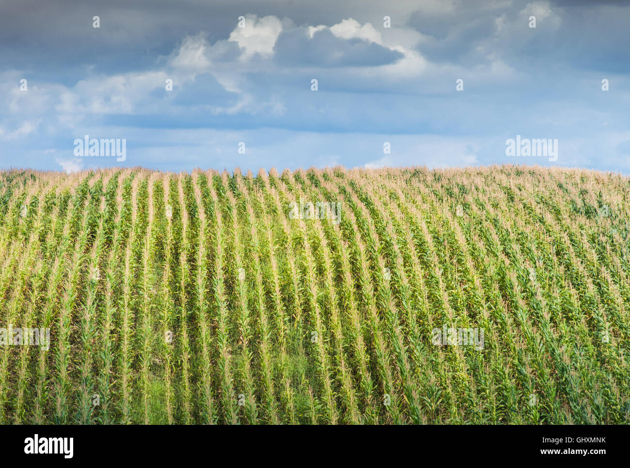 Agricultural landscape of corn field Stock Photo - Alamy