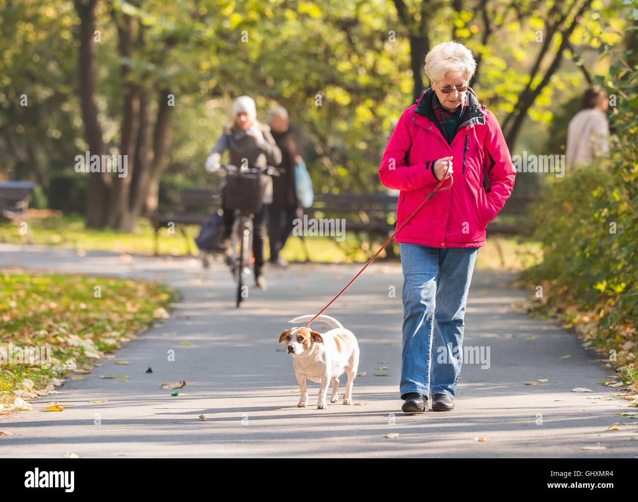 Old woman with a dog in autumn park Stock Photo - Alamy