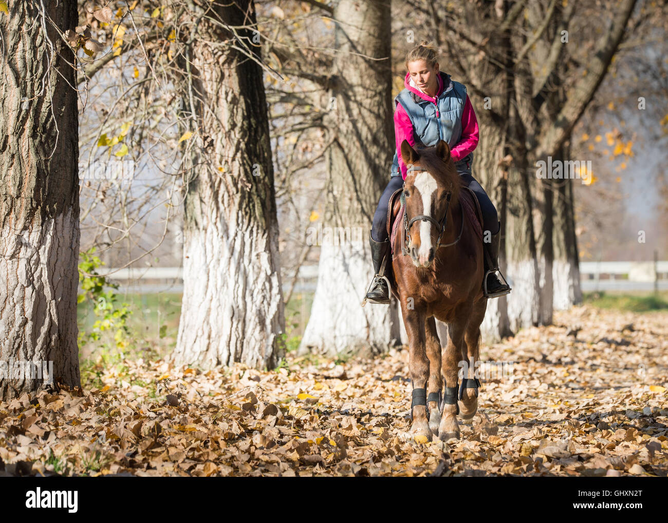 Riding horses through forest hi-res stock photography and images - Alamy