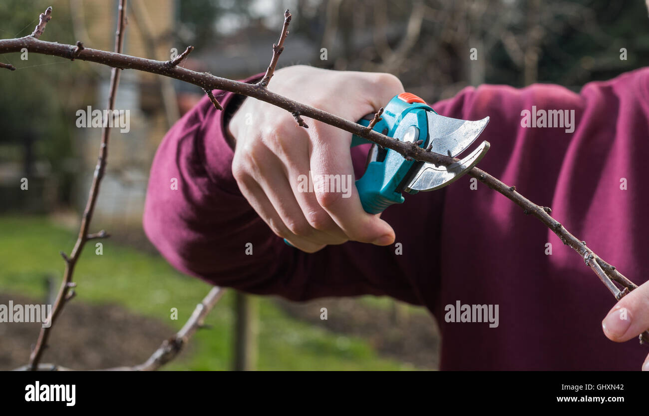 young man trimming trees with secateurs Stock Photo - Alamy