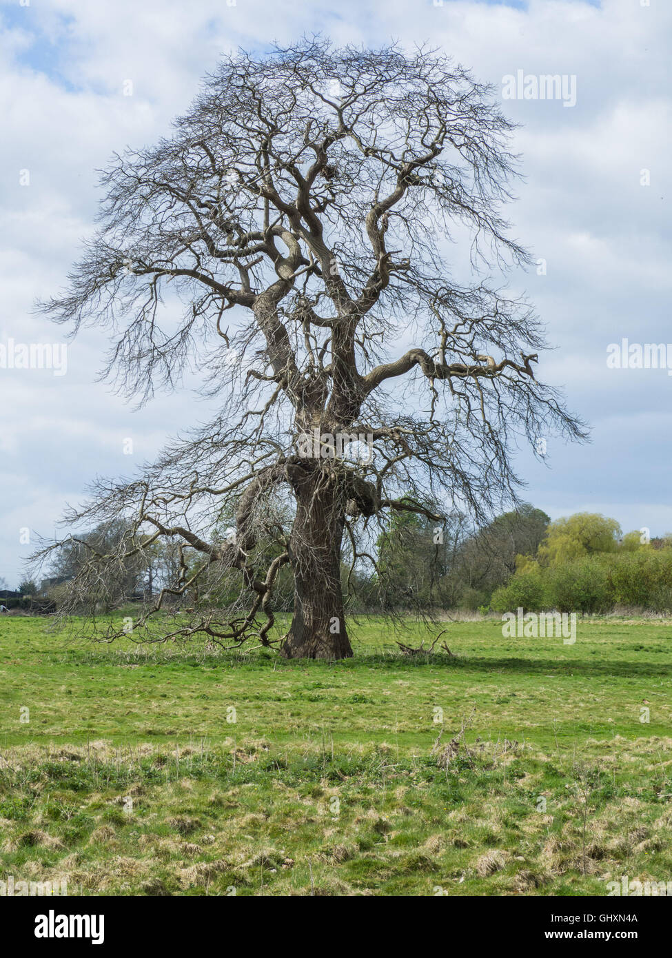 The |Lonely tree Stock Photo - Alamy