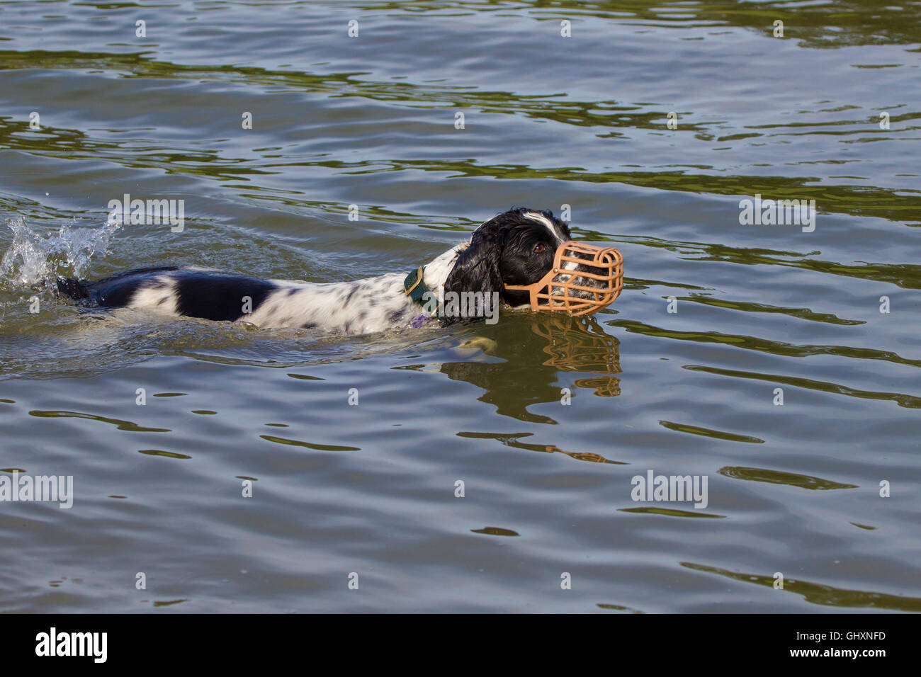 Brown water spaniel hi-res stock photography and images - Alamy