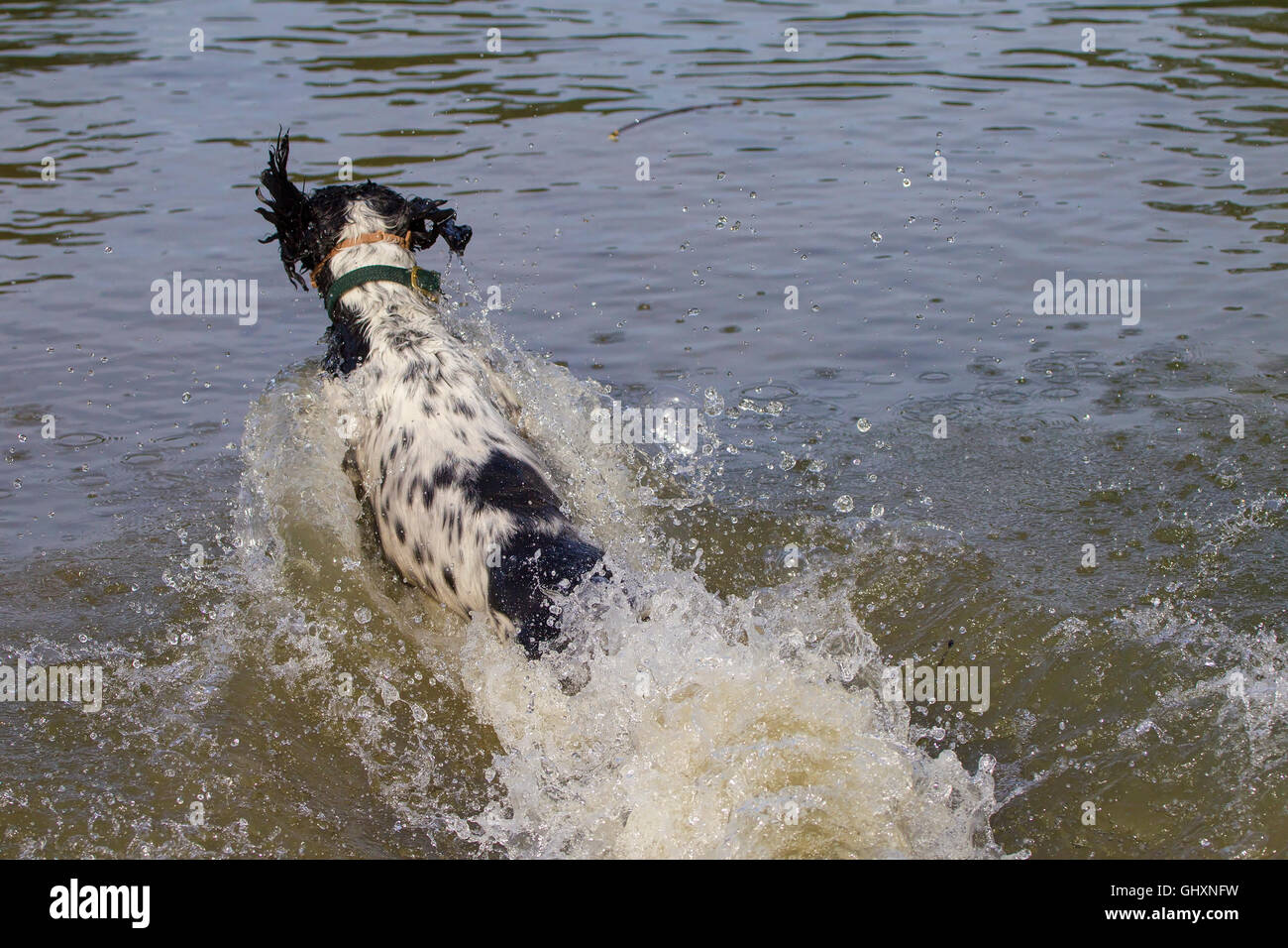Brown water spaniel hi-res stock photography and images - Alamy