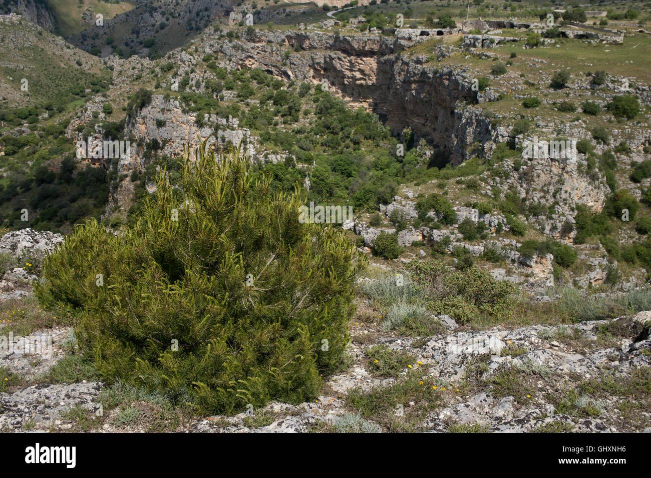 Creeping pine or dwarf mountainpine Pinus mugo, Pinaceae, Matera ...