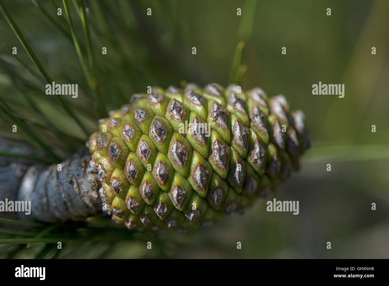 Creeping pine hi-res stock photography and images - Alamy