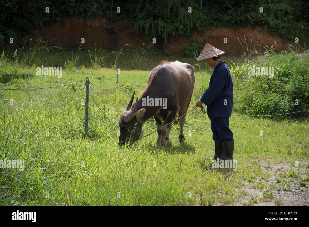 Okinawan man leading water buffalo in Yomitan Village, Okinawa, Japan ...