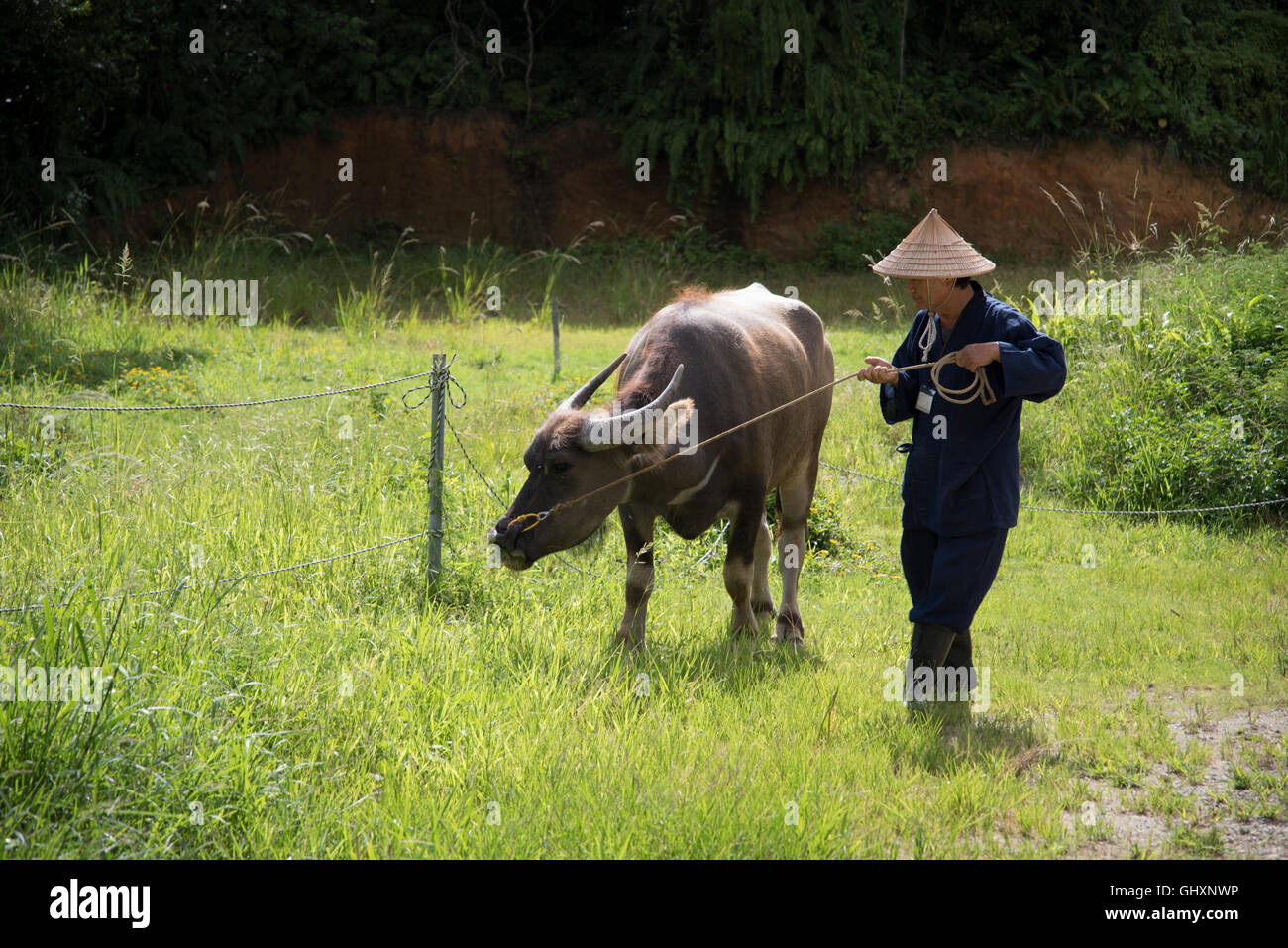 Okinawan man leading water buffalo in yomitan village hi-res stock ...