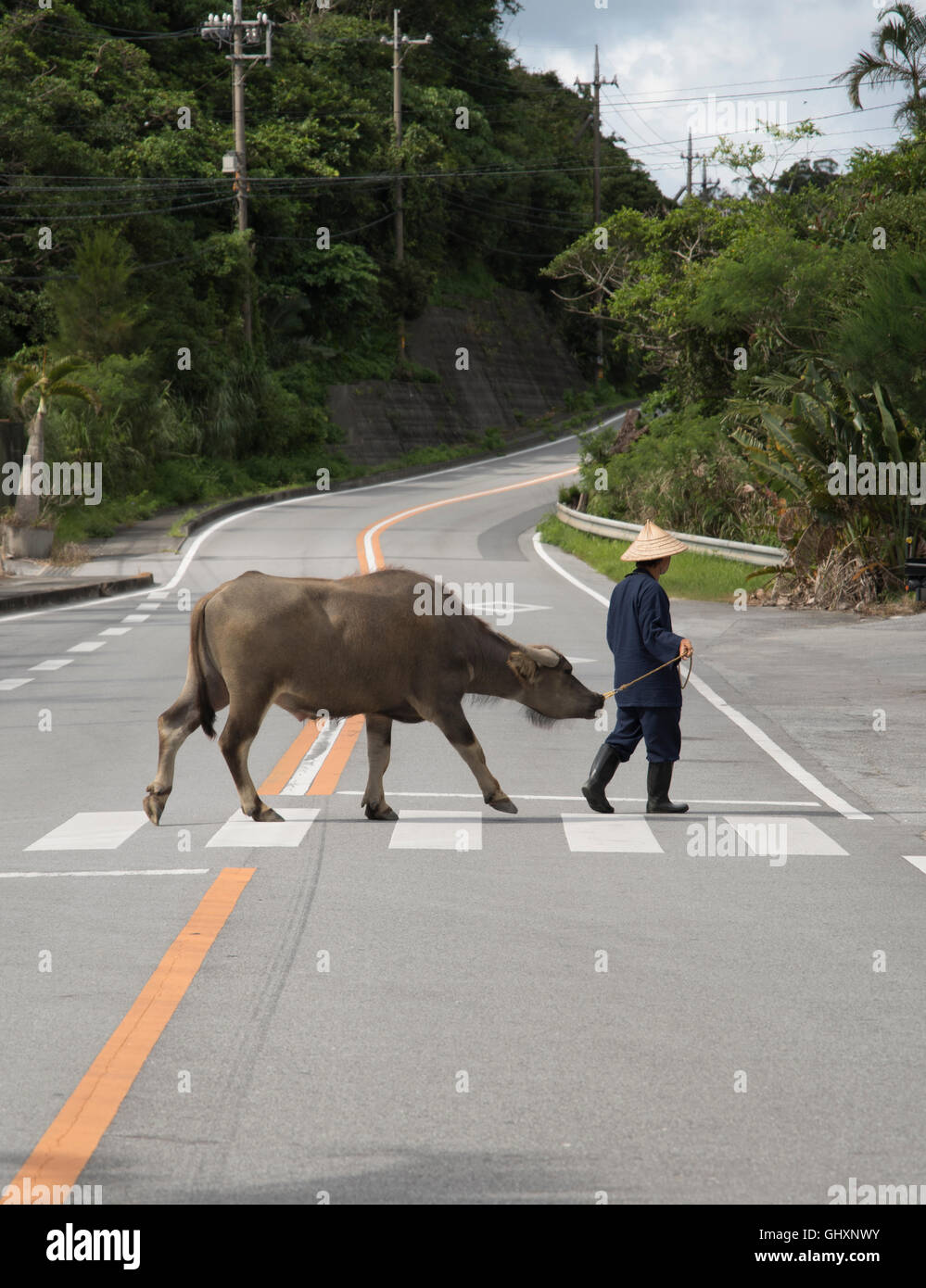 Okinawan man leading water buffalo in yomitan village hi-res stock ...