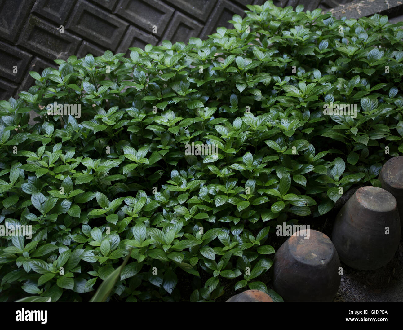 Ryukyu Indigo plants for dye at Ogimi Village Bashofu Hall, Kijoka ...