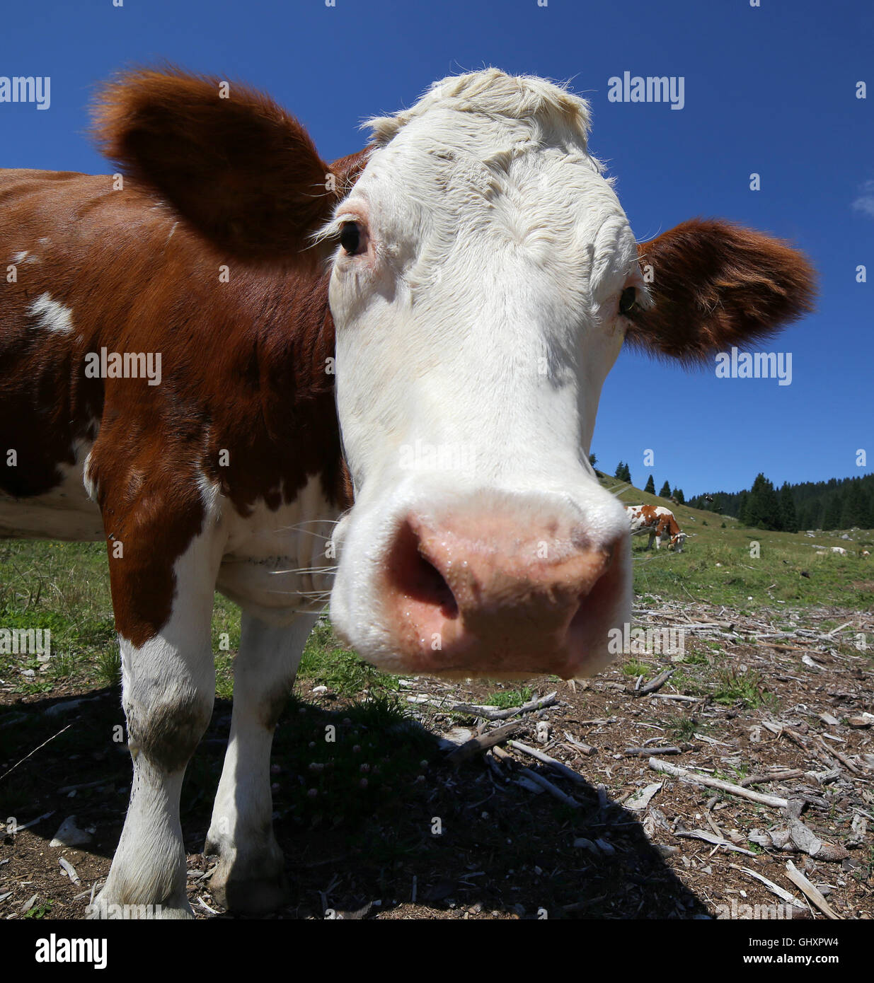 Muzzle cow hi-res stock photography and images - Alamy