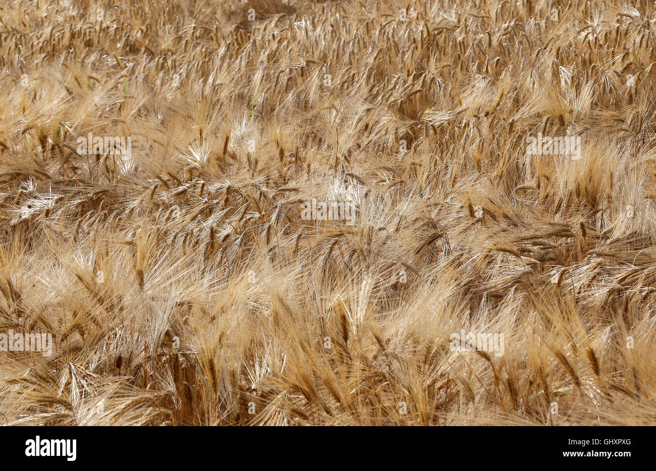 large ripe wheat ears in the wide field Stock Photo - Alamy