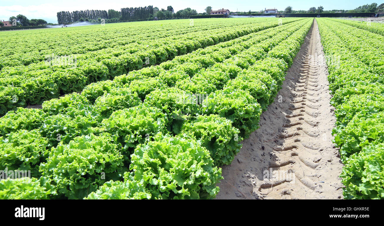 field of green lettuce grown on soil with sand in summer Stock Photo ...