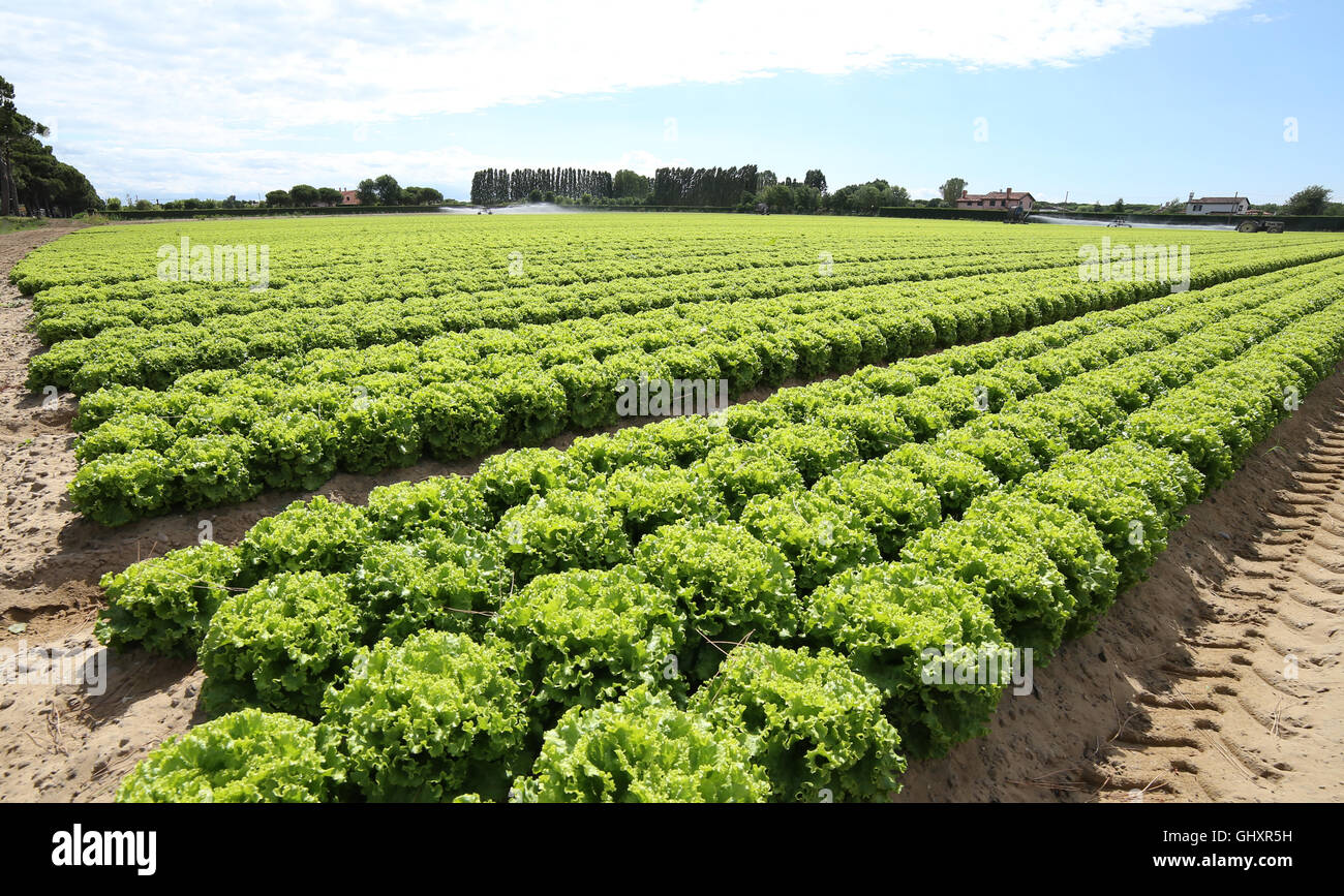 huge field of green lettuce grown on soil Stock Photo - Alamy