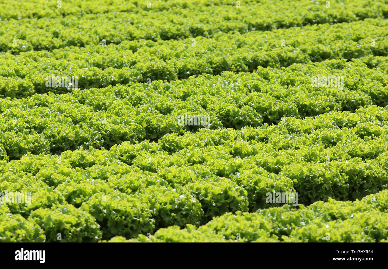 huge field of green lettuce grown on soil with sand in summer Stock ...
