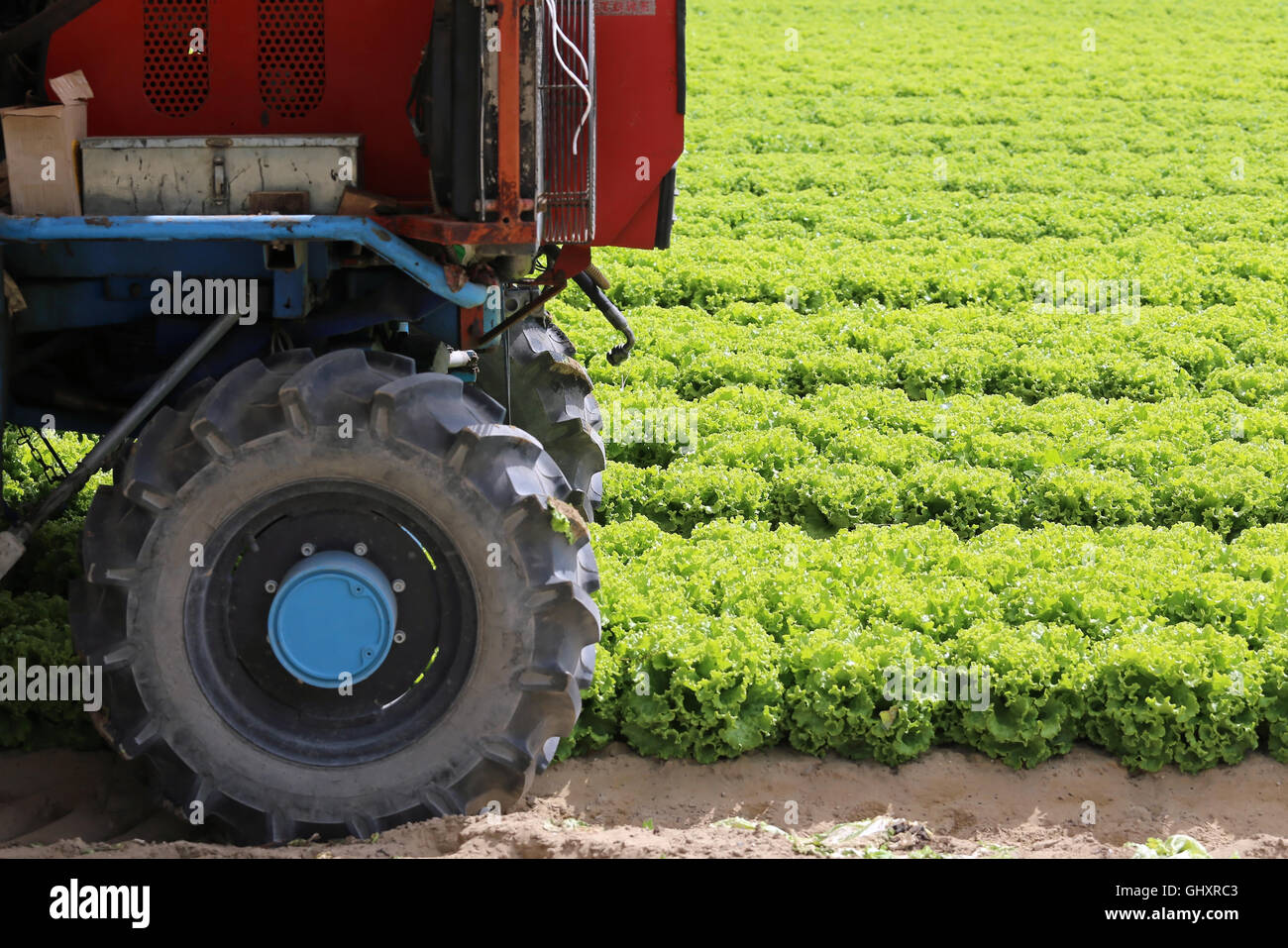 big wheel tractor in the field of lettuce grown in summer Stock Photo ...