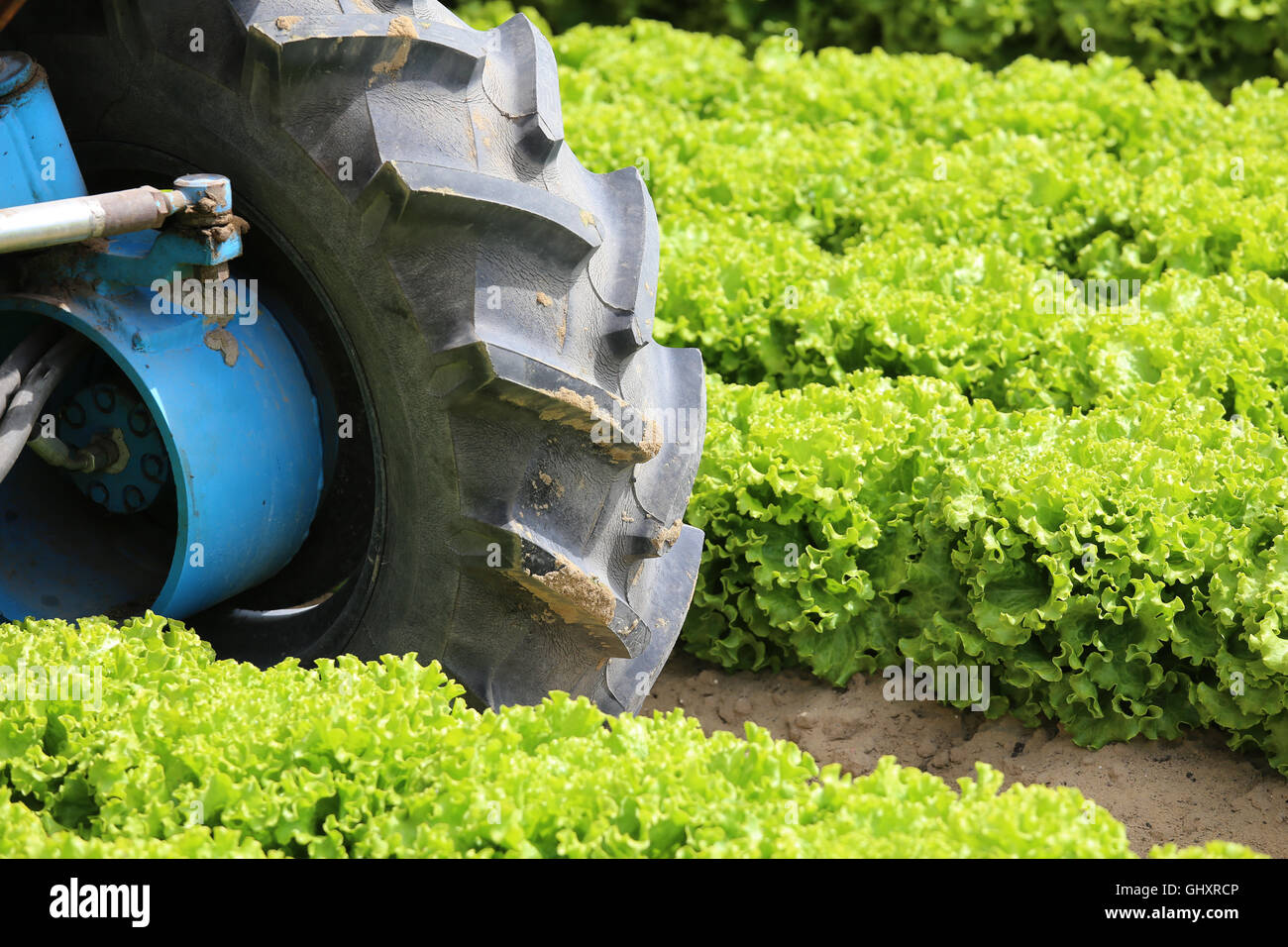 big wheel tractor in the field of lettuce grown Stock Photo - Alamy