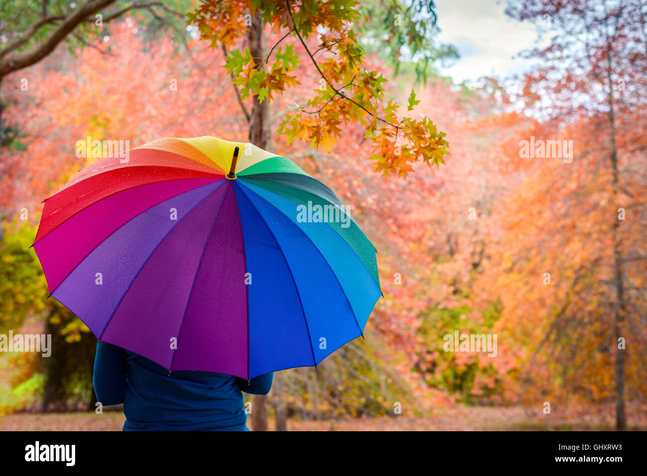 Woman standing under rain in autumn park with colorful umbrella Stock ...