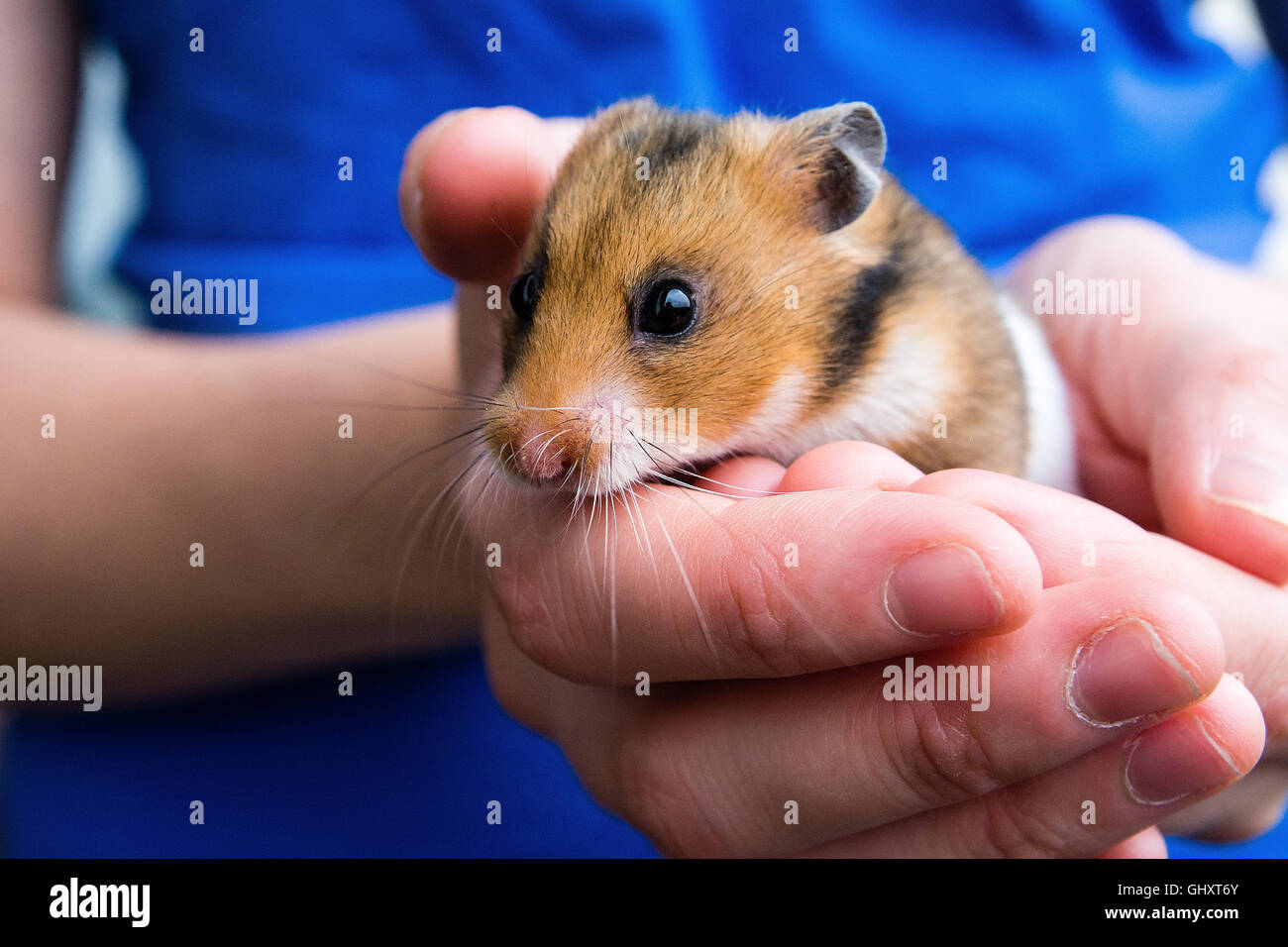 Hamster on the woman hand Stock Photo - Alamy