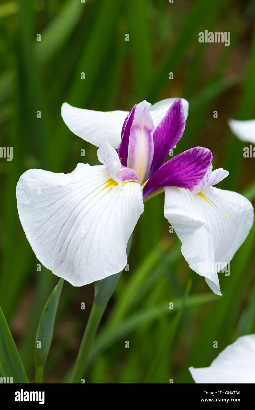 Calamus hi-res stock photography and images - Alamy