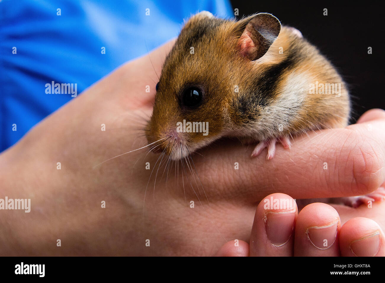 Hamster on the woman hand Stock Photo - Alamy