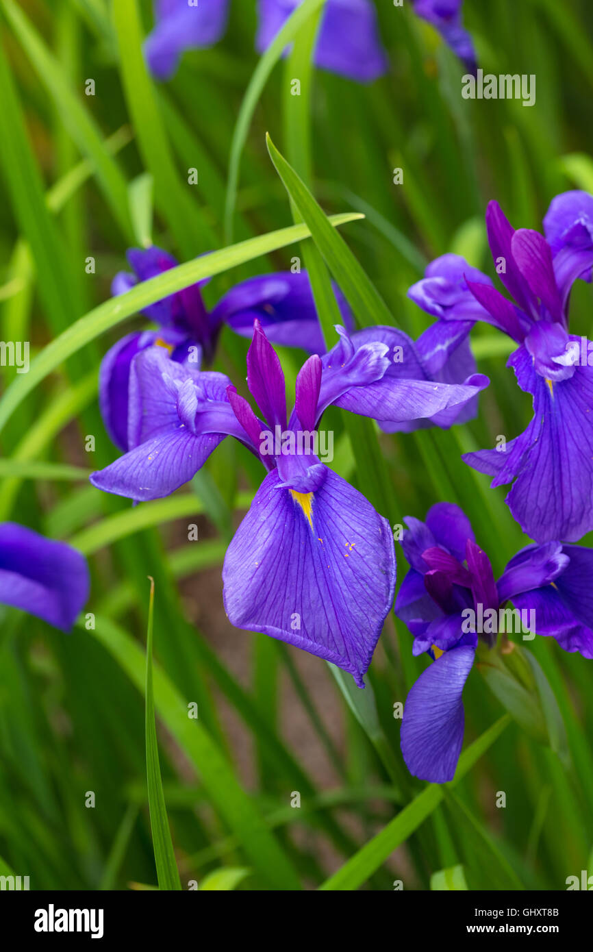 Acorus calamus hi-res stock photography and images - Alamy