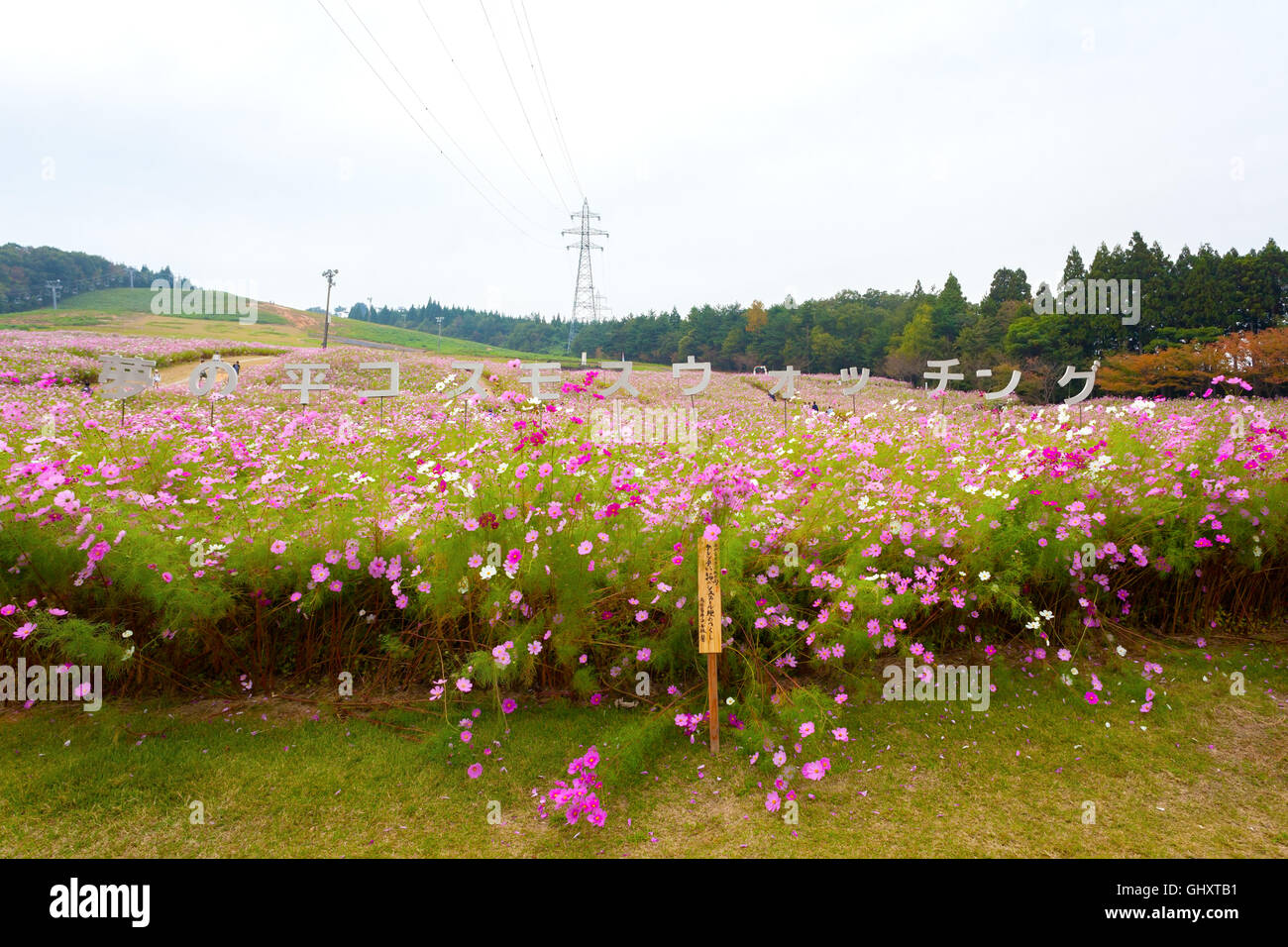 Field of Cosmos Stock Photo - Alamy