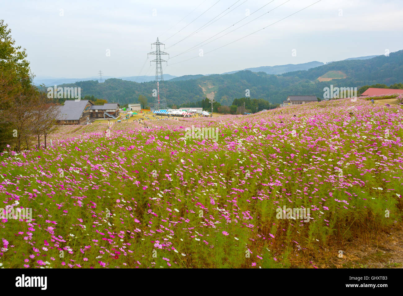 Field of Cosmos Stock Photo - Alamy