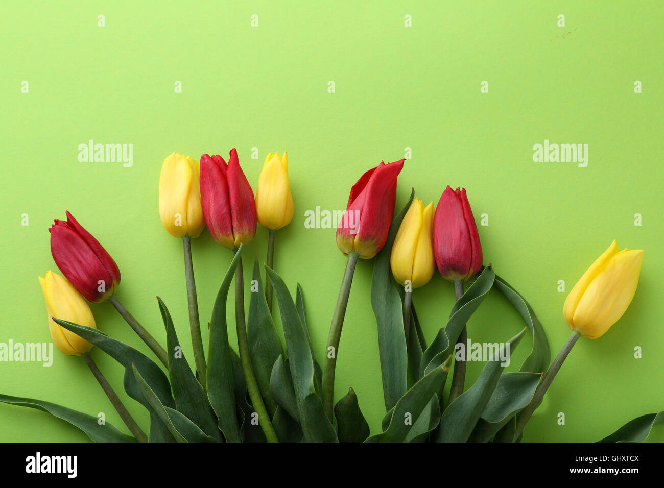 Spring flowers on green paper background, tulip top view Stock Photo ...