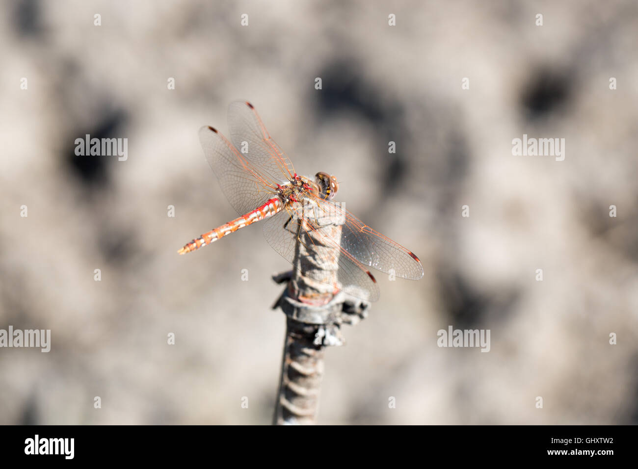 Variegated Meadowhawk (Sympetrum corruptum) dragonfly Stock Photo - Alamy