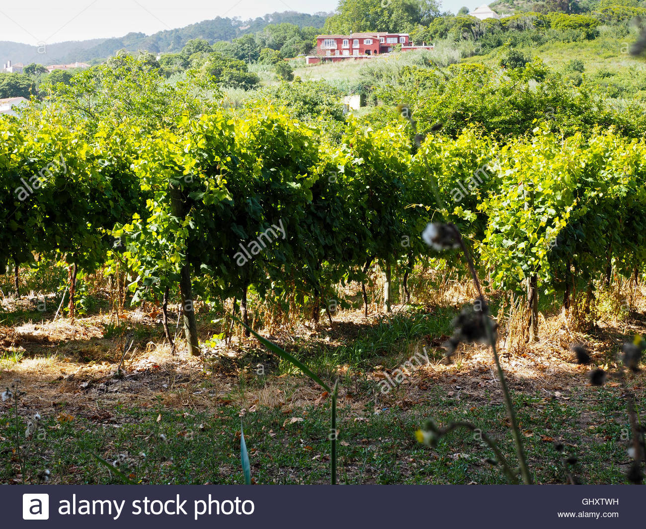 Colares Wine Stock Photos & Colares Wine Stock Images - Alamy