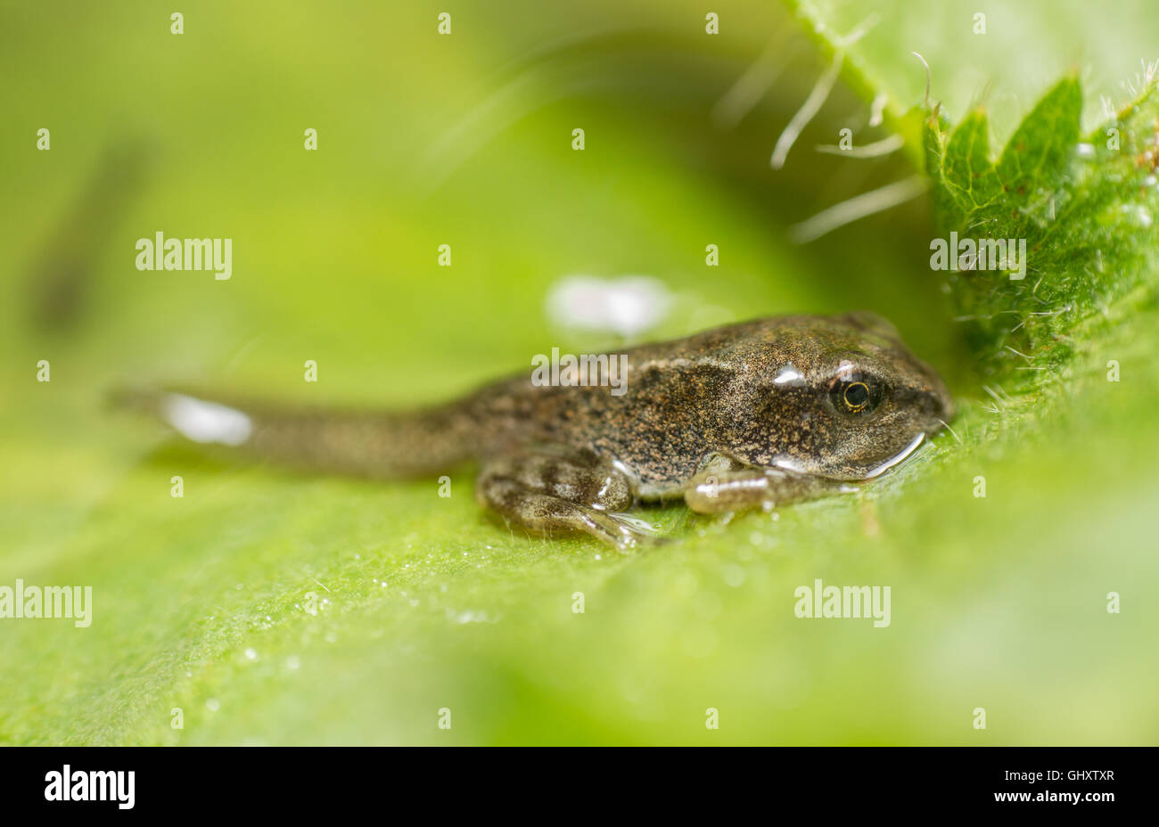 Tadpole hi-res stock photography and images - Alamy