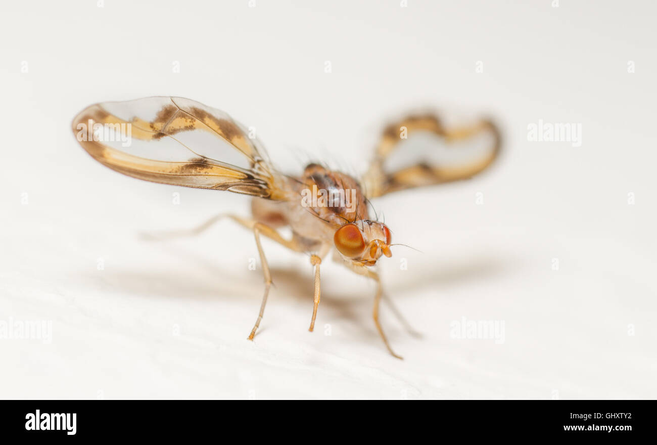 Palloptera muliebris fly, signalling with it's patterned wings Stock ...