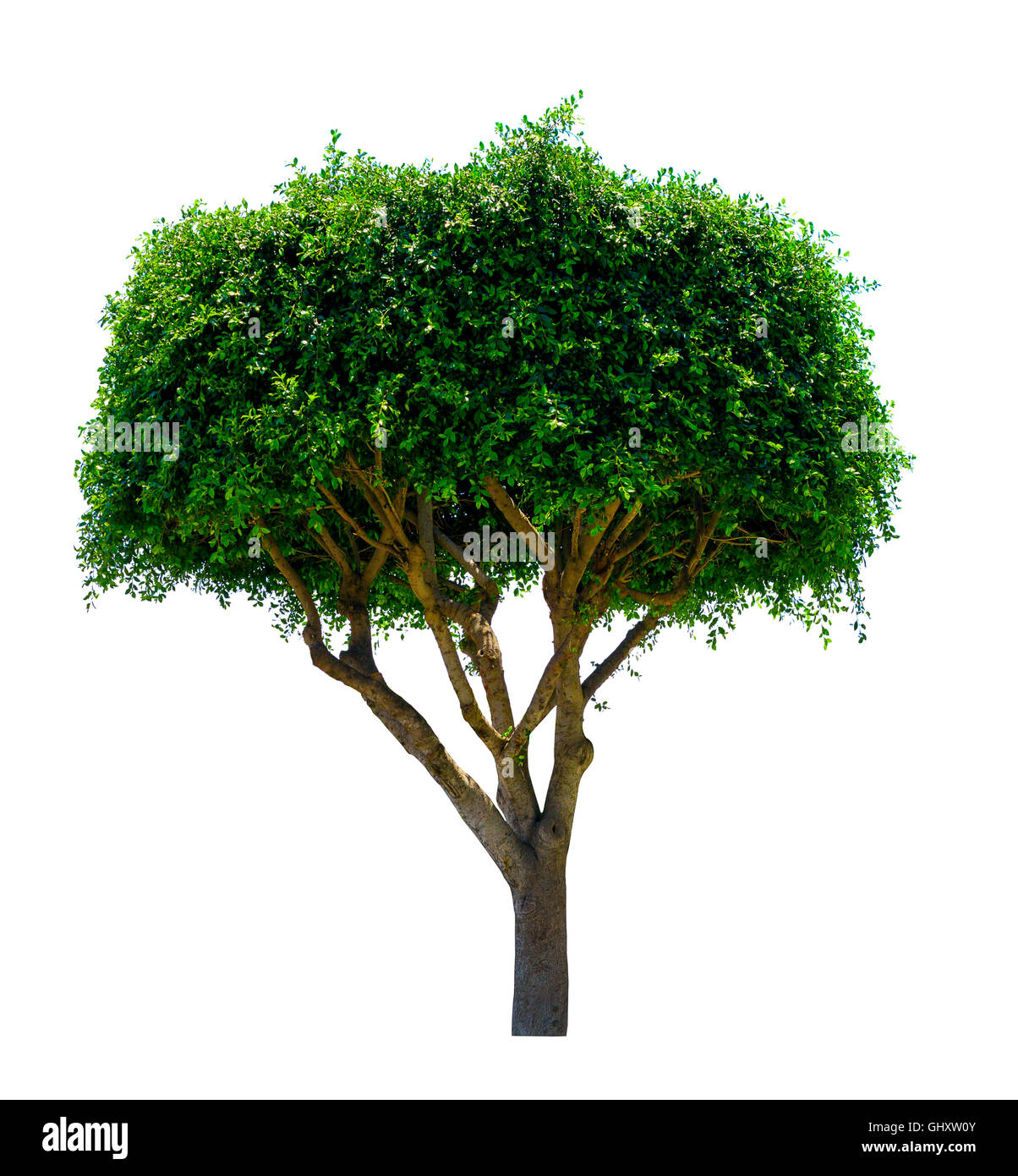 Tree one single bush small branch hi-res stock photography and images ...
