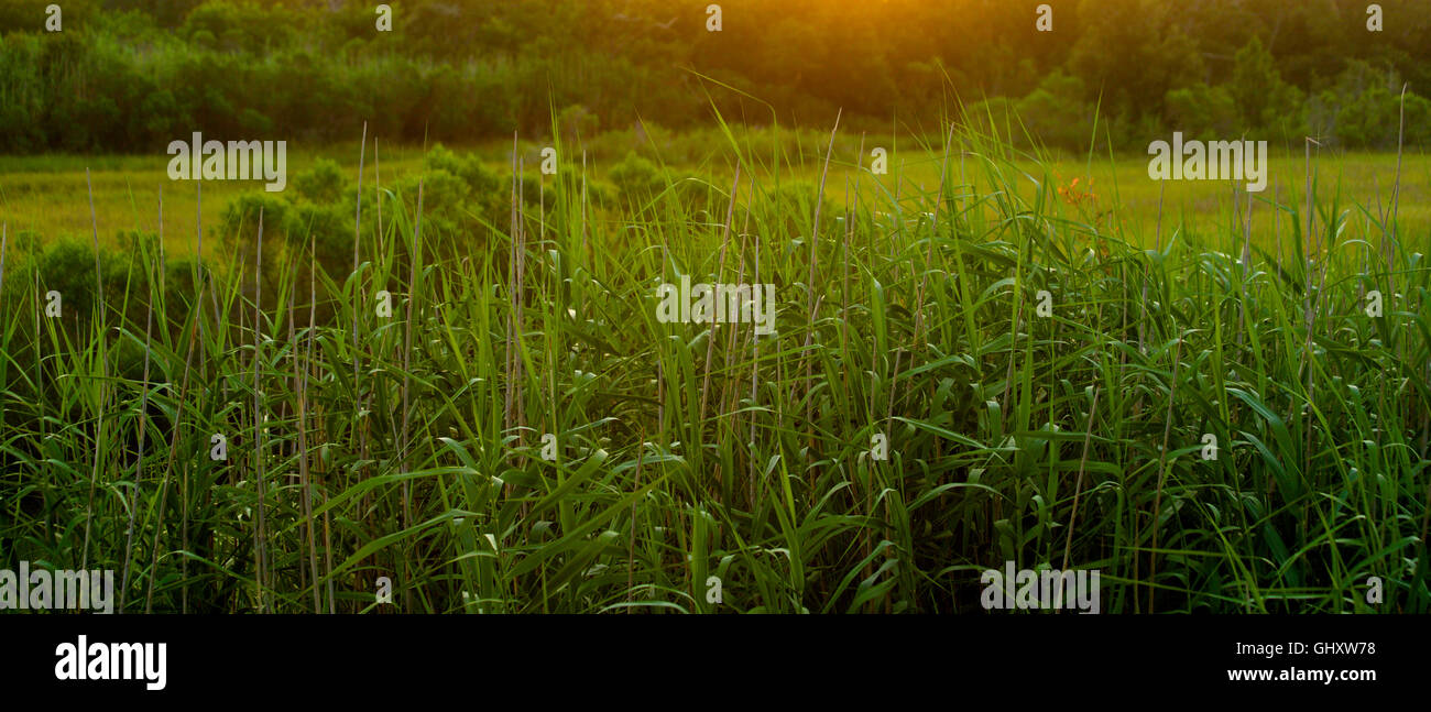 Reeds and a salt marsh make a nice backdrop in this photo of the swampy ...
